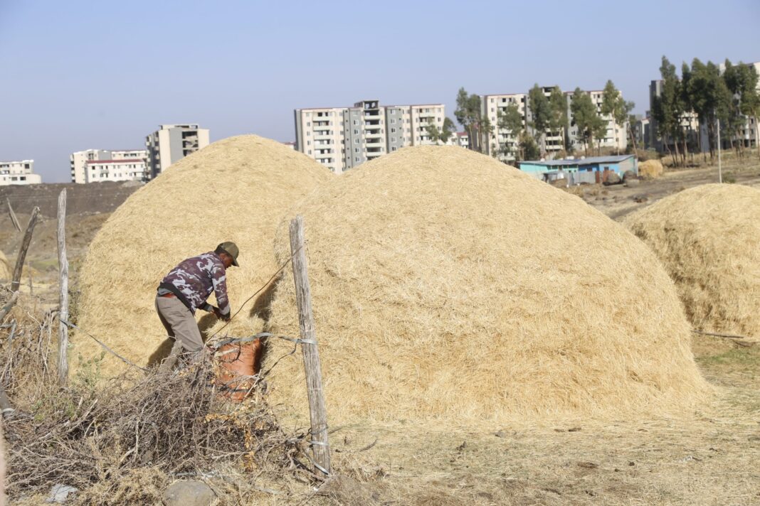 Shaggar City: A New Label on an Old Scar